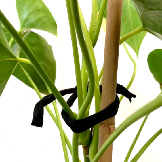 The Gardener Tree Tie, Perfect Plant Support | PrimeHort