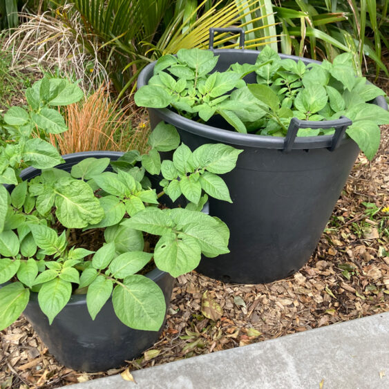 Pots for Trees, Superior Drainage. Up to 285L | PrimeHort