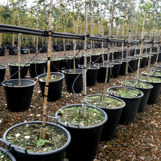 Pots for Trees, Superior Drainage. Up to 285L | PrimeHort