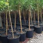 Pots for Trees, Superior Drainage. Up to 285L | PrimeHort
