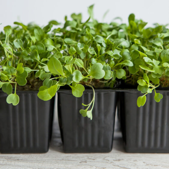 6 Cell Punnet - 136x107x70mm - Primehort - Smarter Growing