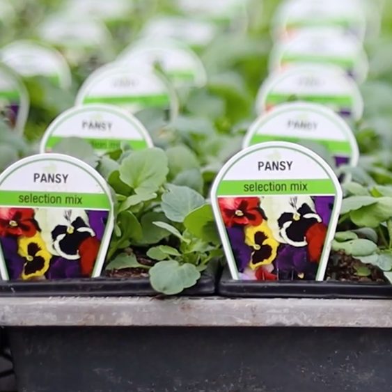 6 Cell Punnet - 136x107x70mm - Primehort - Smarter Growing