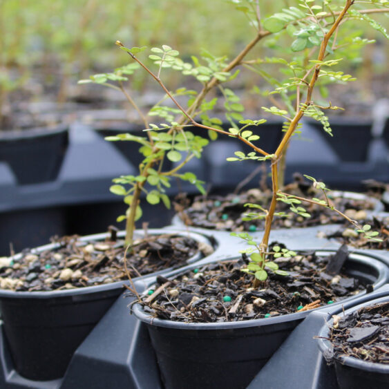 Polyon Controlled Slow Release Fertiliser - Primehort - Smarter Growing