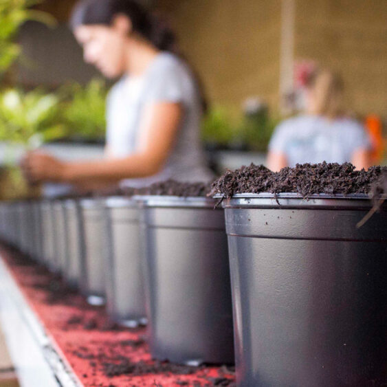 Robust Thermoformed Pots for Superior Growth | PrimeHort