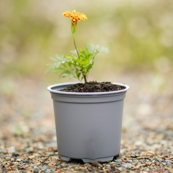 Robust Thermoformed Pots for Superior Growth | PrimeHort