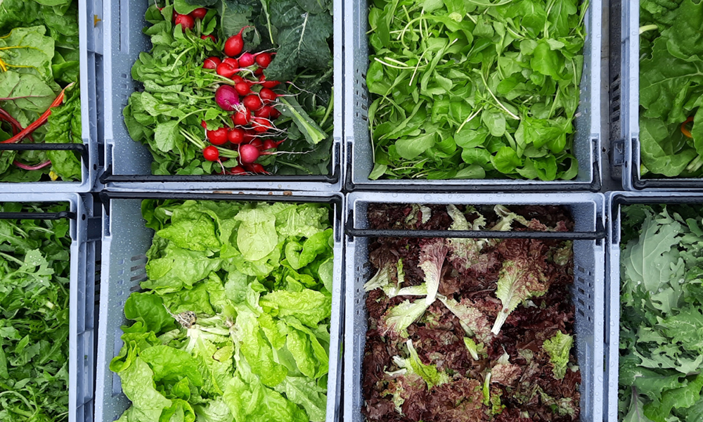 New Growth for Pourewa Nursery - Primehort - Smarter Growing