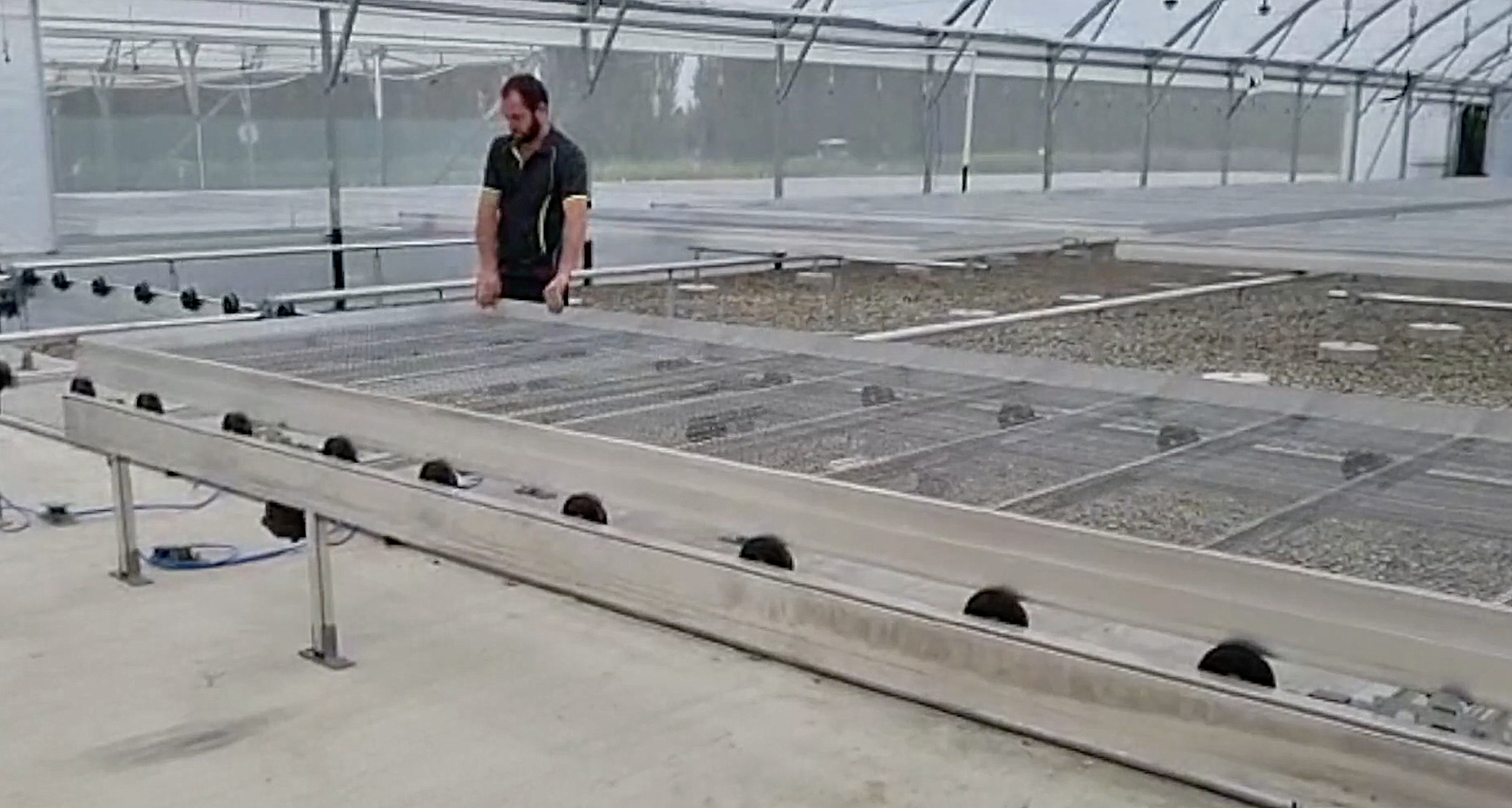 Rolling Bench Systems - Primehort - Smarter Growing