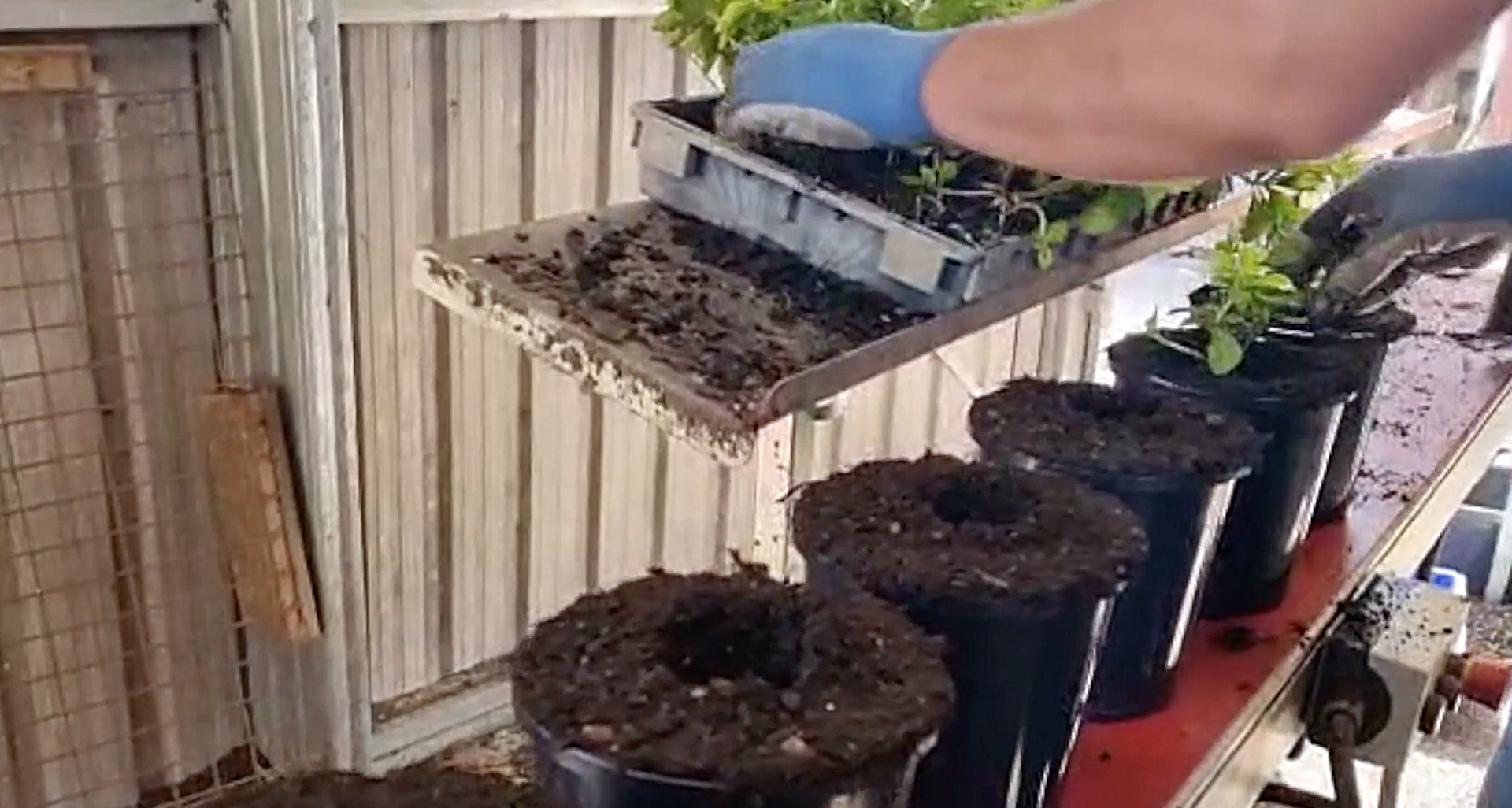 Da Ros Potting Machine I3-P - Primehort - Smarter Growing