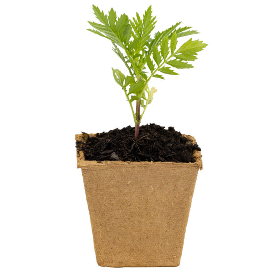 Eco Fibre Pot Packs - Primehort - Smarter Growing