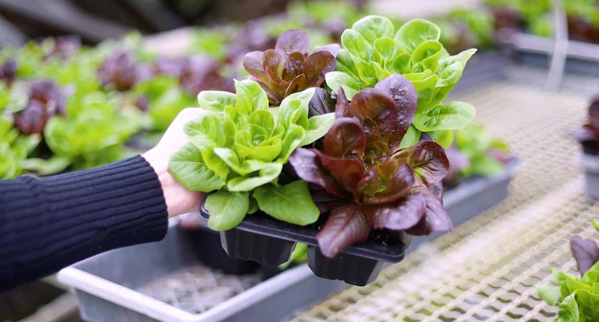 Trays - Primehort - Smarter Growing